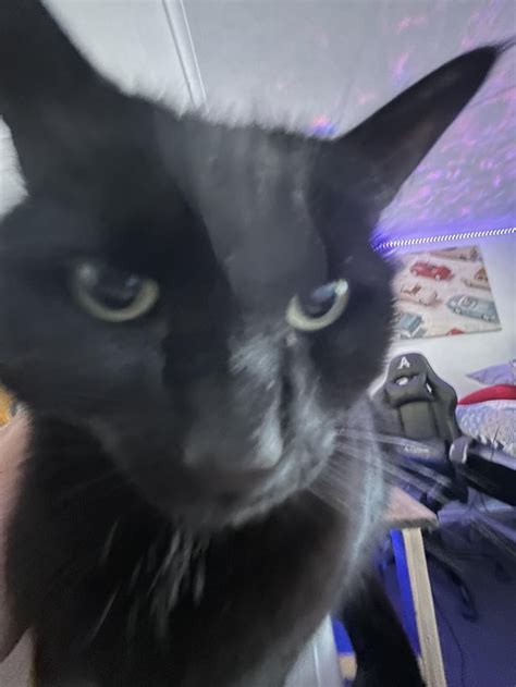 This Is Lilly R Cats