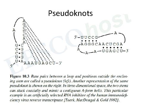 Rna Secondary Structure Prediction Eran Barash Cs Ben
