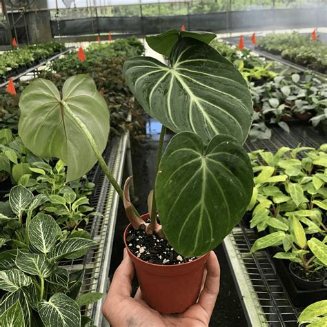 Monstera Deliciosa — Aloha Plant Life