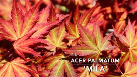 Acer Palmatum Mila Japanese Maple Japanese Maples Episode 162