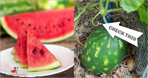 7 Secret Signs That Reveal The Perfectly Ripe Watermelon Ready For