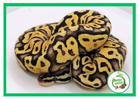 Python Regius Pastel Yellow Belly Reptile Univers Cues