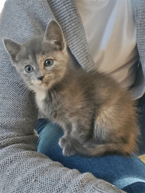 Shes The Sweetest Kitty Ive Ever Interacted With Rtorties