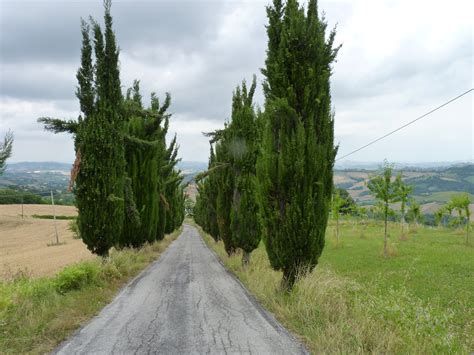 Cypress Trees That Lead To The Cemetery As Is Traditional Flickr
