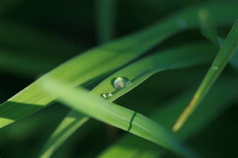 Grass Leaves Dew Free Photo On Pixabay Pixabay Grass Leaves Dew Free Photo On Pixabay Pixabay