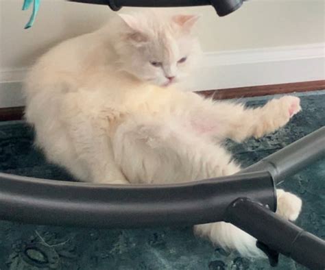 Diddly Darn Ghost On Tumblr