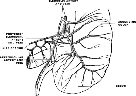 Cecum And Appendix Vintage Illustration 13814712 Vector Art At Vecteezy