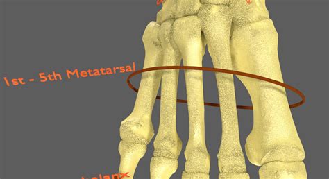 Limbs With Girdle Bones Name Parts Text Labelled 3d Model Superhive