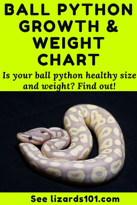 Male Ball Python Growth Rate At Isabella Jolly Blog