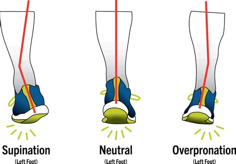 Foot Pronation Explained Coury And Buehler Physical Therapy