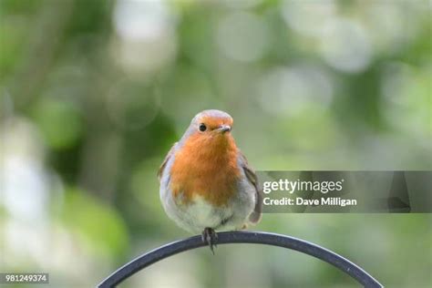 Dave Robins Photos And Premium High Res Pictures Getty Images