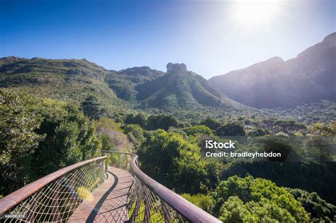 Tree Canopy Walkway In Kirstenbosch Botanical Garden Cape Town Stock