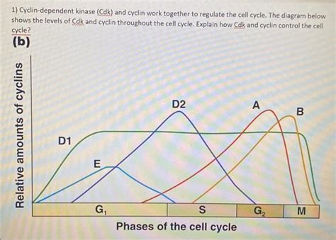 Solved 1 Cyclin Dependent Kinase Cdk And Cyclin Work