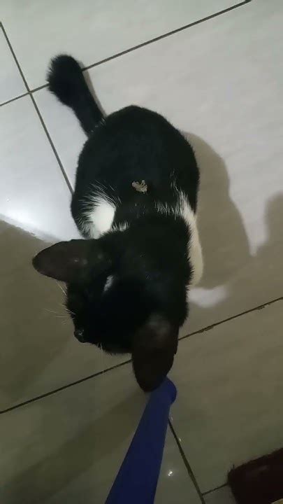 My Friend Cats Youtube