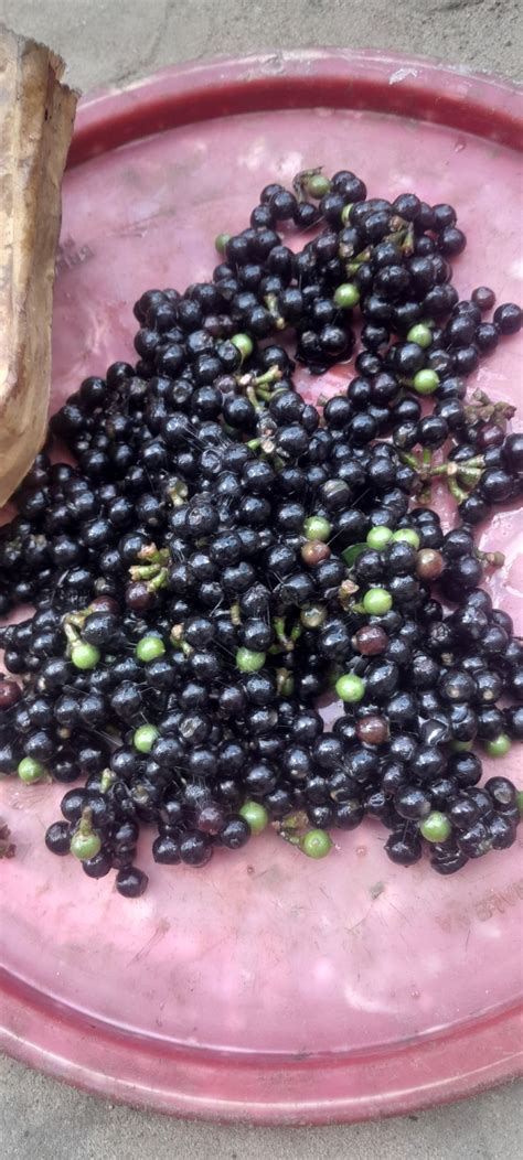 Abraham Guyo On Linkedin Here Is A Unique Fruits Characteristics From Sideroxylon Inerme Fruitsi