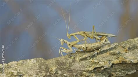 Couple Of Praying Mantis Mating On Tree Branch The Mating Process Of