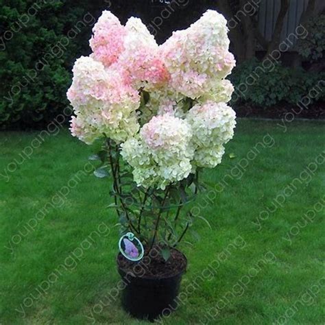 Hydrangea Paniculata Flower Seeds