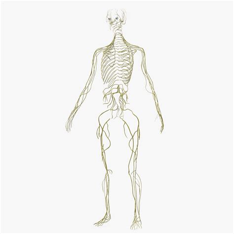Female Nervous System 3d Model 79 3ds Blend C4d Fbx Max Ma Lxo Obj Free3d