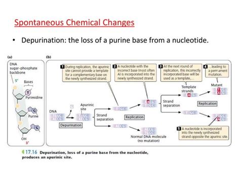 Spontaneous And Induced Mutations Pptx Chemistry Science