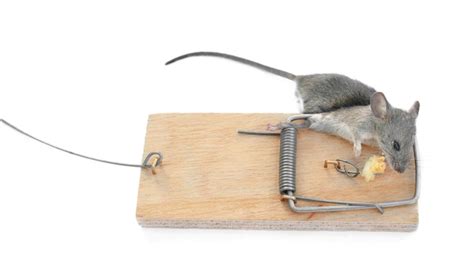Premium Photo Dead Mouse Caught In Trap On White Background