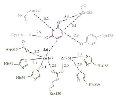 Comparison Between The 5 Au And 5 Fu Binding Modes A The Structure Download Scientific