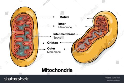 Mitochondrial Intermembrane Space