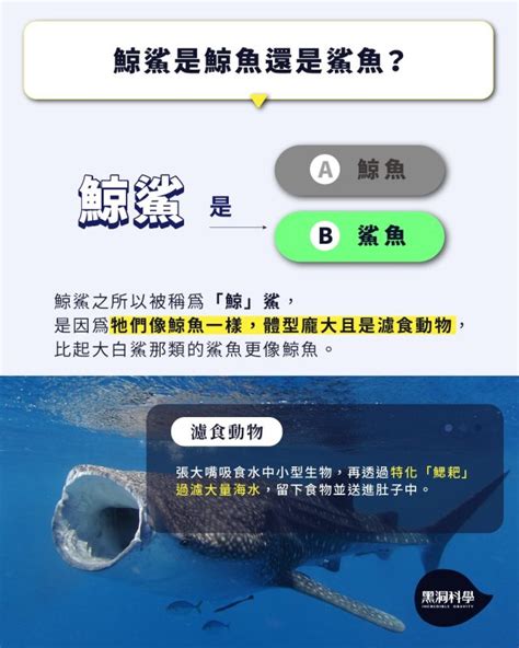 自然課本裡的冷知識ep 08 【鯨鯊是鯨魚還是鯊魚？】 黑洞科學教育
