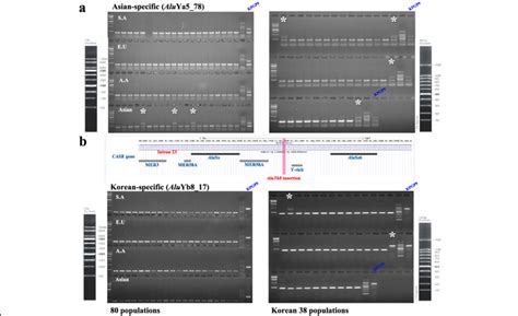 Polymorphic Alu Insertions In Asian Populations The Pcr Results For