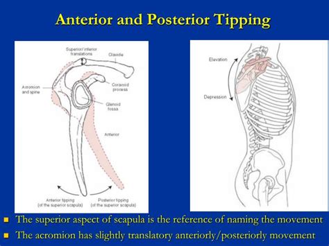 Ppt What Is The Shoulder Girdle Powerpoint Presentation Id2038334