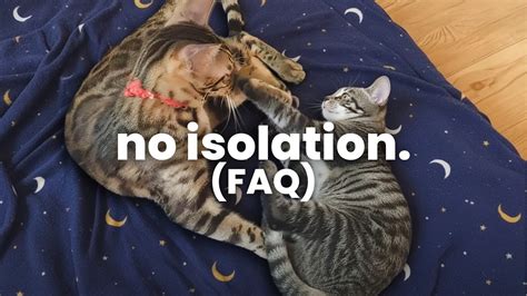 Introducing Cats Without Isolation Your Most Common Questions Answered