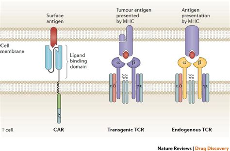 Figure 1 From Engineering Chimeric Antigen Receptor T Cells To Treat