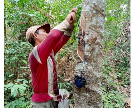 Rubber Tapping Process Download Scientific Diagram