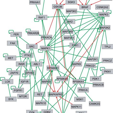 the largest connected component of the kinase kinase network created