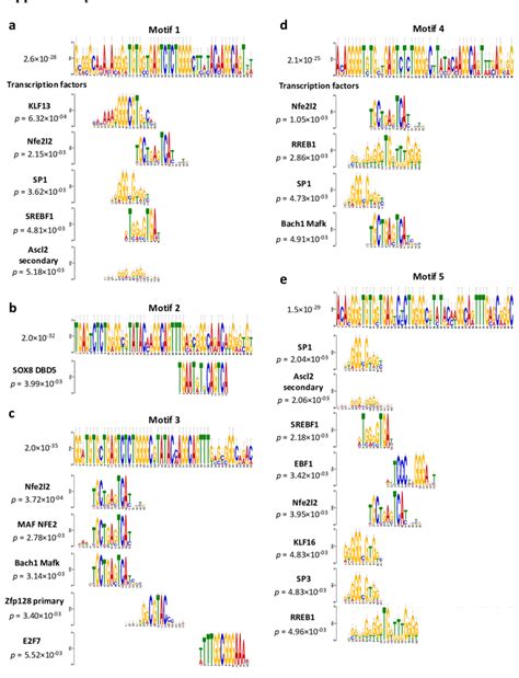 Figure S1 Identification Of Potential Binding Transcription Factors In
