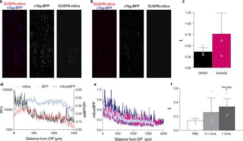 Dusp6 Reporter Reveals Fgf Signalling Gradient In Posterior