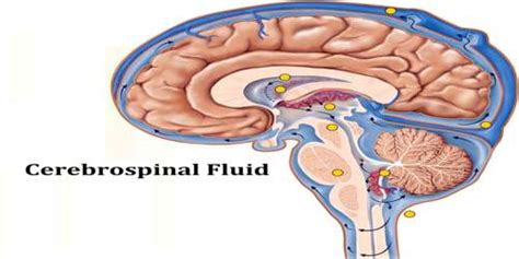 Cerebrospinal Fluid Functions Introduction Composition
