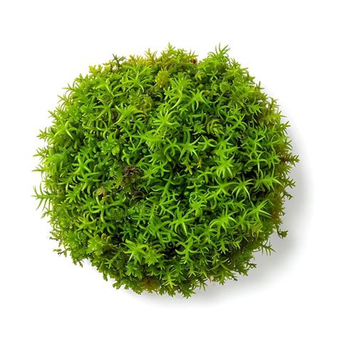 Premium Photo Isolated Arctic Moss Leaf With Small Round Leaf Shape