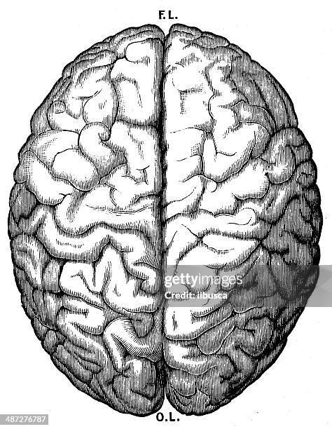 Human Brain Diagram Top View