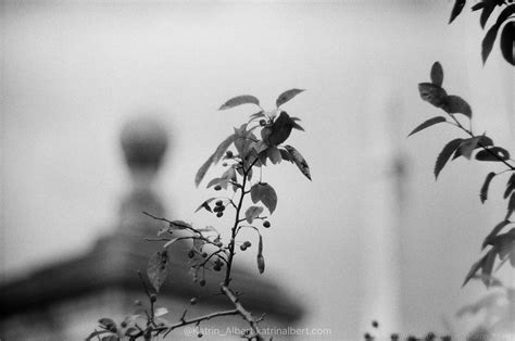 Katrin Albert 🍁 Instagram