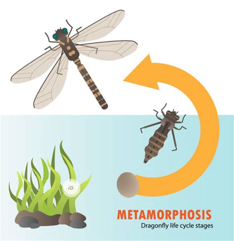 Life Cycle Of Damselfly