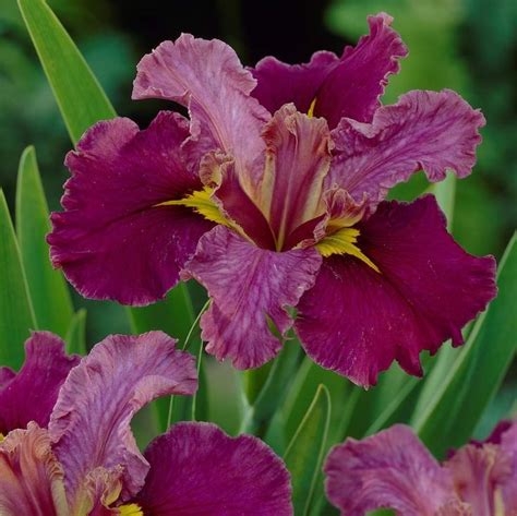 Pin By Janice Faircloth On Flowers Of All Kinds♡♡♡♡ Louisiana Iris