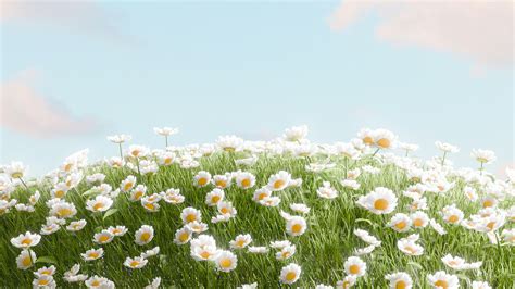Daisy Field Wallpaper Hd Flowers Wallpapers 4k Wallpapers Images