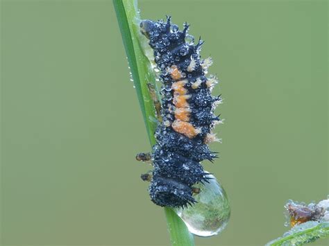 What Is That Black And Orange Bug In My Garden Root Simple