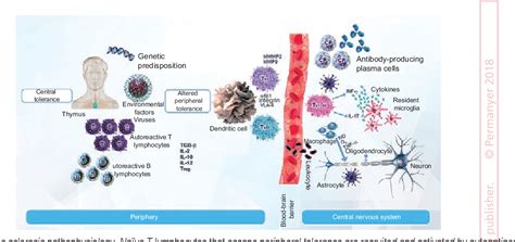 Figure 1 From Current Advances In Multiple Sclerosis Immunopathology