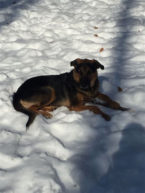 Pin By Emma On Ruby Dog Dogs Animals