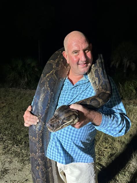 Images: 198-pound Burmese python captured in Collier County – NBC 6 South Florida