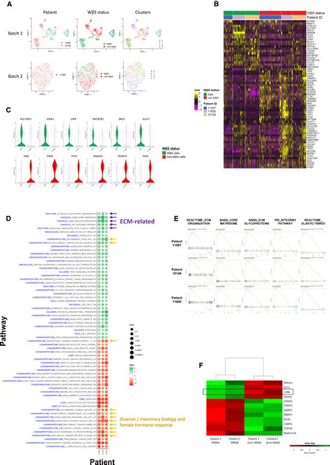 Single Cell Transcriptomics Identifies A Wnt7a Fzd5 Signaling Axis That
