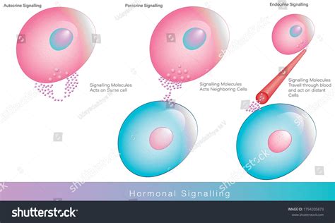 Types Hormonal Cell Signaling Endocrine Autocrine Stock Vector Royalty Free 1794205873