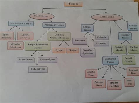 Science Fair Graphic Organizer Tree Diagram Of Tissues