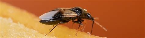 Orius Insidiosus A Key Predator For Thrips And Aphid Management